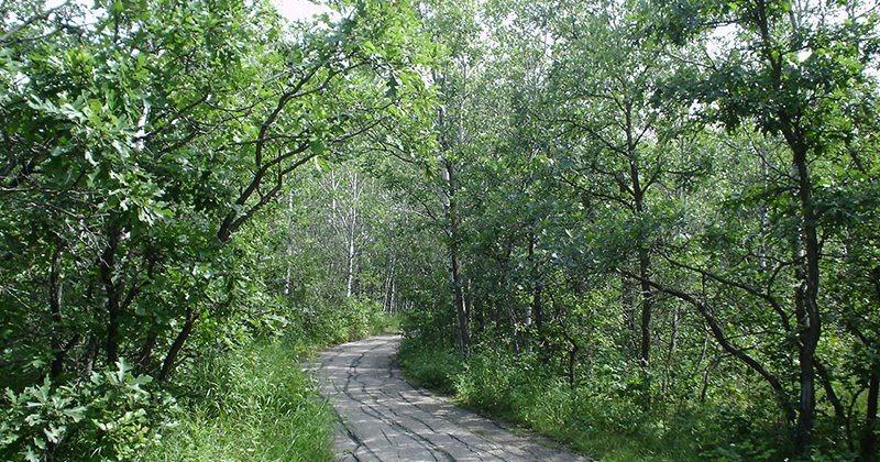 Assiniboine Forest | Travel Manitoba