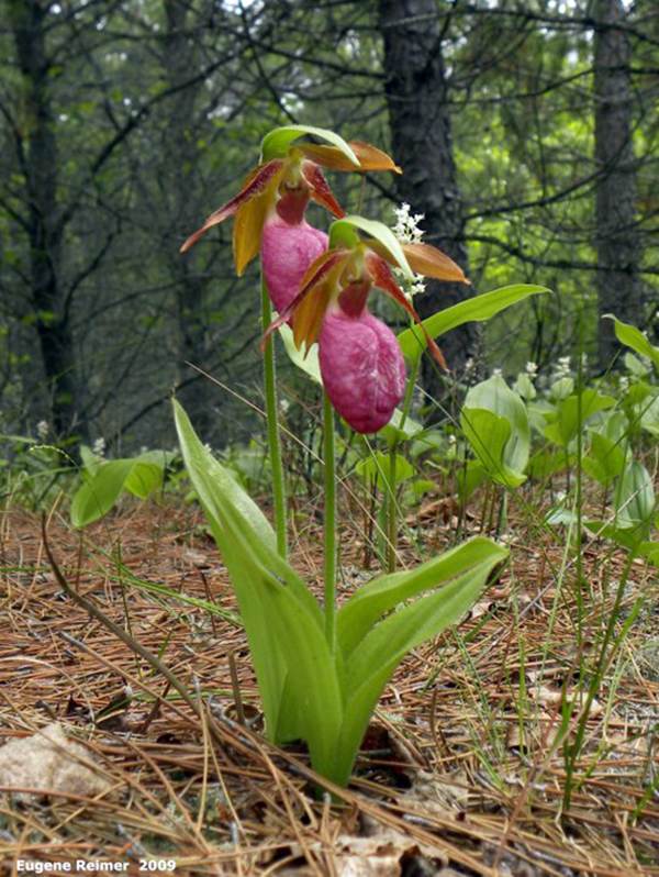 Native Orchid Conservation Inc. | Travel Manitoba
