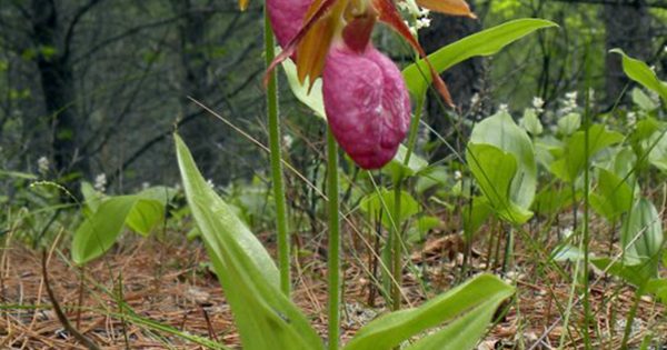 Native Orchid Conservation Inc. | Travel Manitoba