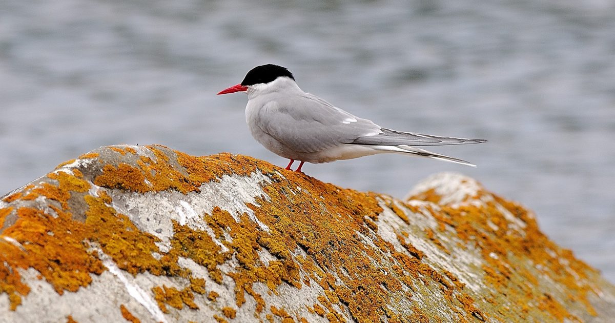 Birdwatching in Manitoba: Where to Spot Rare Birds This Spring | Travel ...