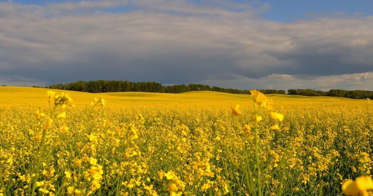 43 Fun Facts About Manitoba That Will Blow Your Mind | Travel Manitoba