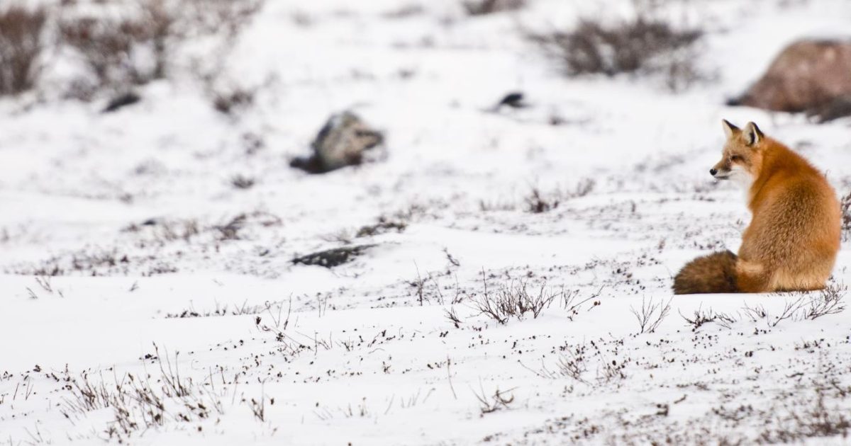 Image Gallery | Everything Churchill | Travel Manitoba