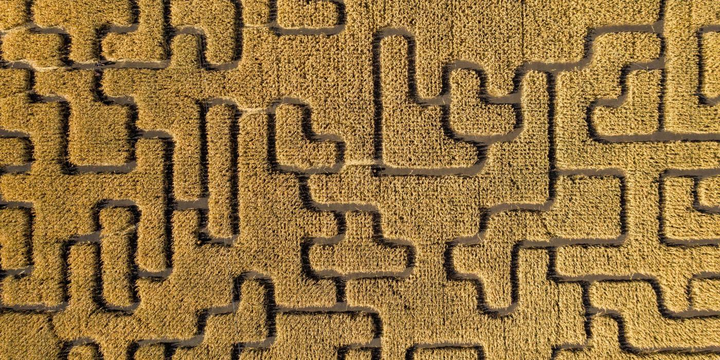5 Manitoba Corn Mazes to Get Lost in This Fall | Travel Manitoba
