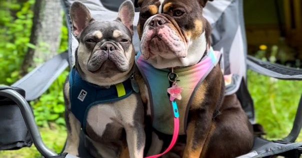 Meet Your 2025 Manitoba Adventure Dogs | Travel Manitoba