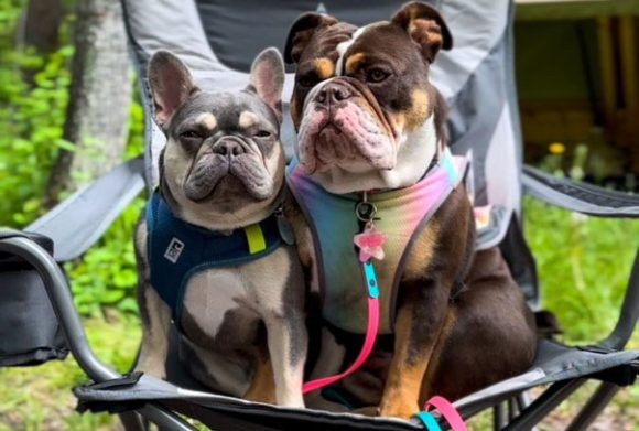 Meet Your 2025 Manitoba Adventure Dogs | Travel Manitoba