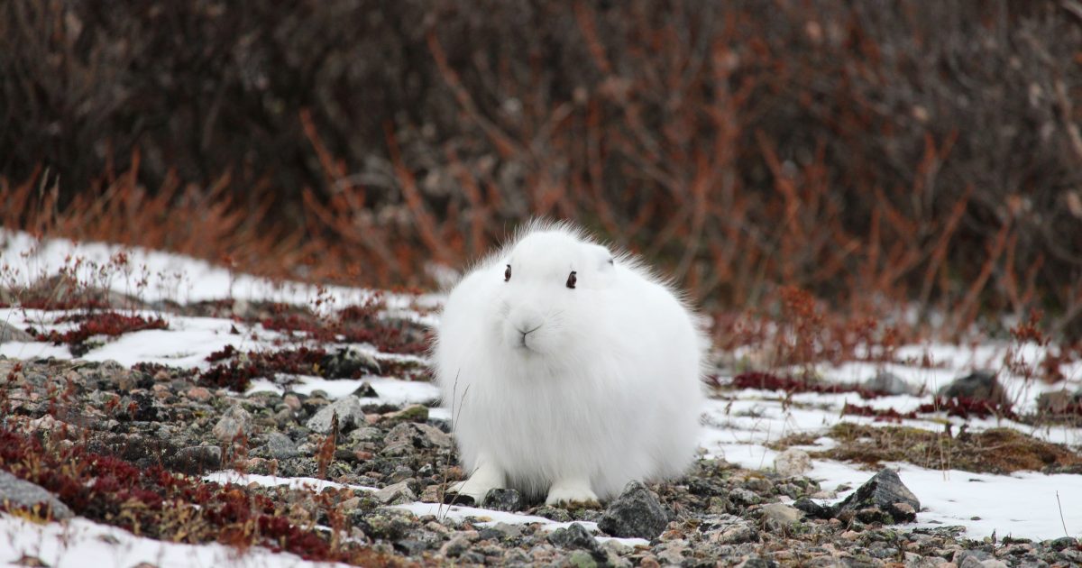 9 wildlife wonders that will make your trip to Churchill 100% worth it ...