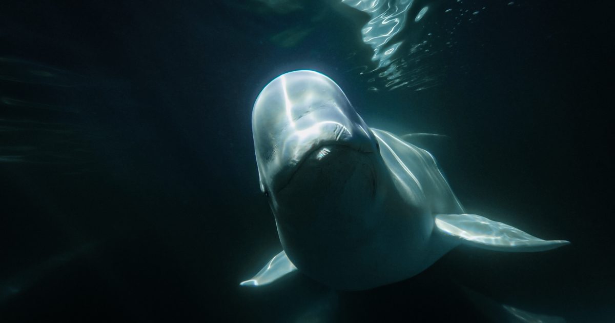 14 fascinating facts about beluga whales | Travel Manitoba