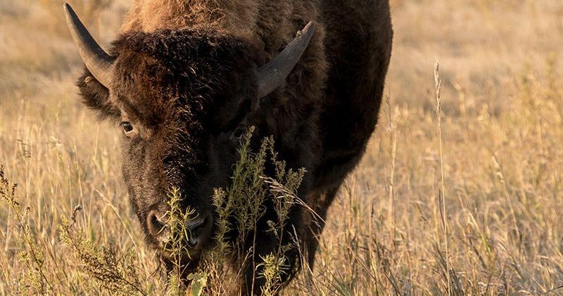 10 facts that will make you love bison even more than you already do ...