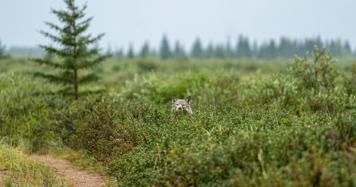 Wolves, Wildflowers and Wilderness Whispers: Inside Churchill Wild’s ...